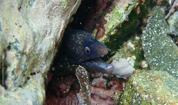 Moray Eels Identification Guide | Snorkeling Report