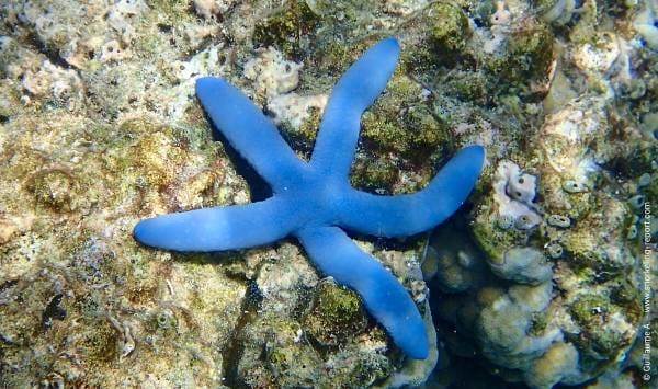 Starfish Identification Guide | Snorkeling Report