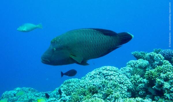 Wrasse species Identification Guide | Snorkeling Report
