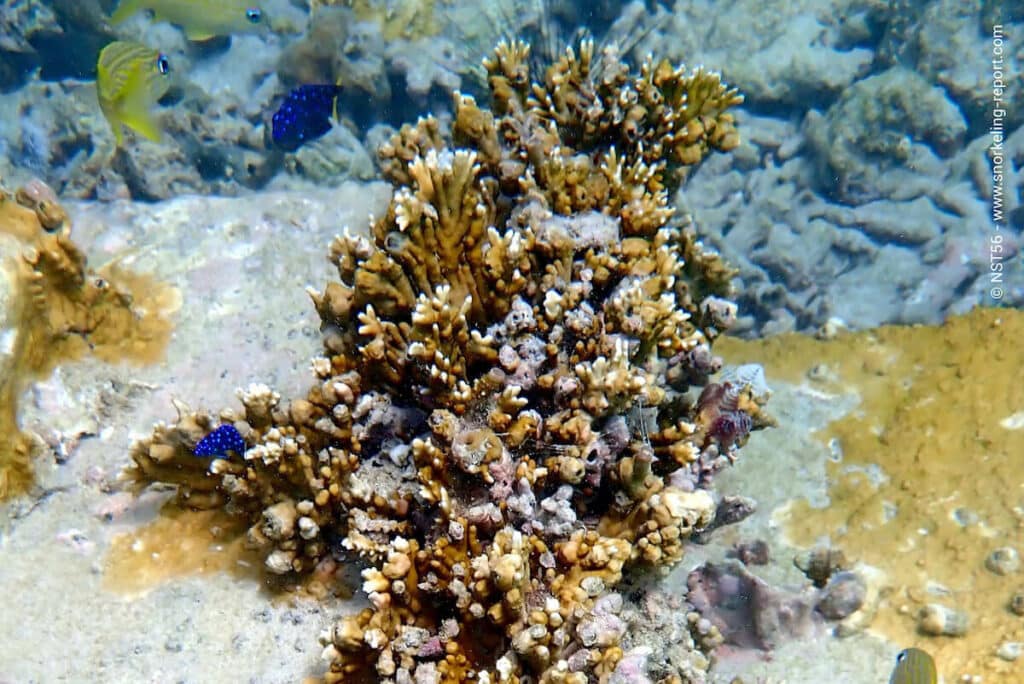 Snorkeling Grenada | A Guide to the Best Spots | Snorkeling Report