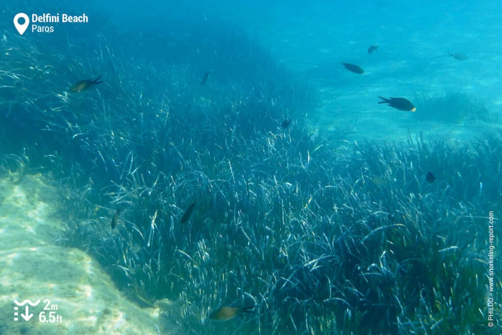 Snorkeling in Delfini Beach, Paros | Snorkeling in Greece
