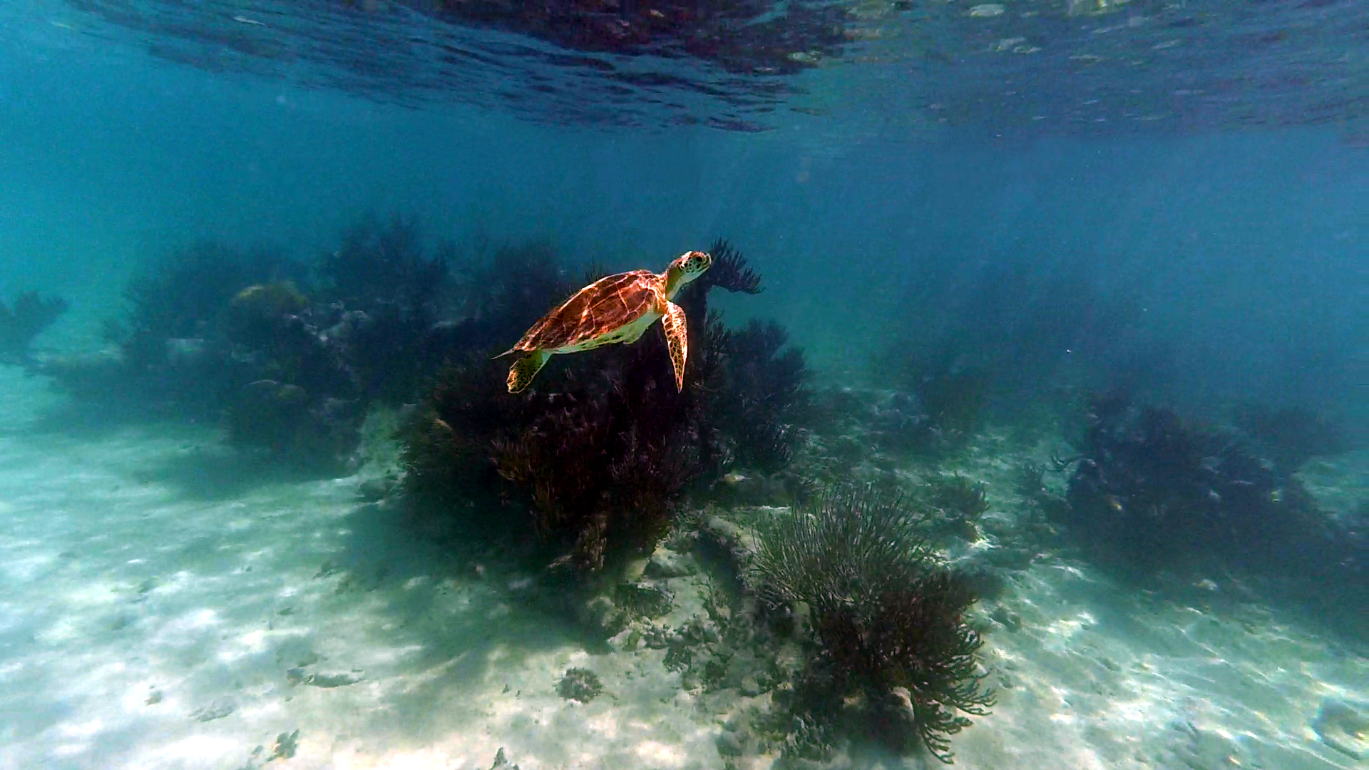 Snorkeling with sea turtles in Akumal Bay | Riviera Maya | Mexico